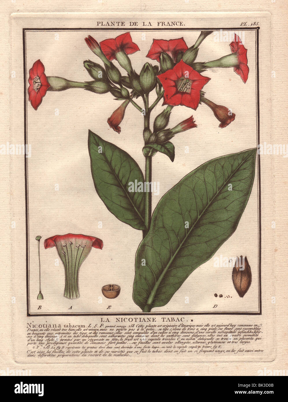 Nicotiane tabac -Fotos und -Bildmaterial in hoher Auflösung – Alamy