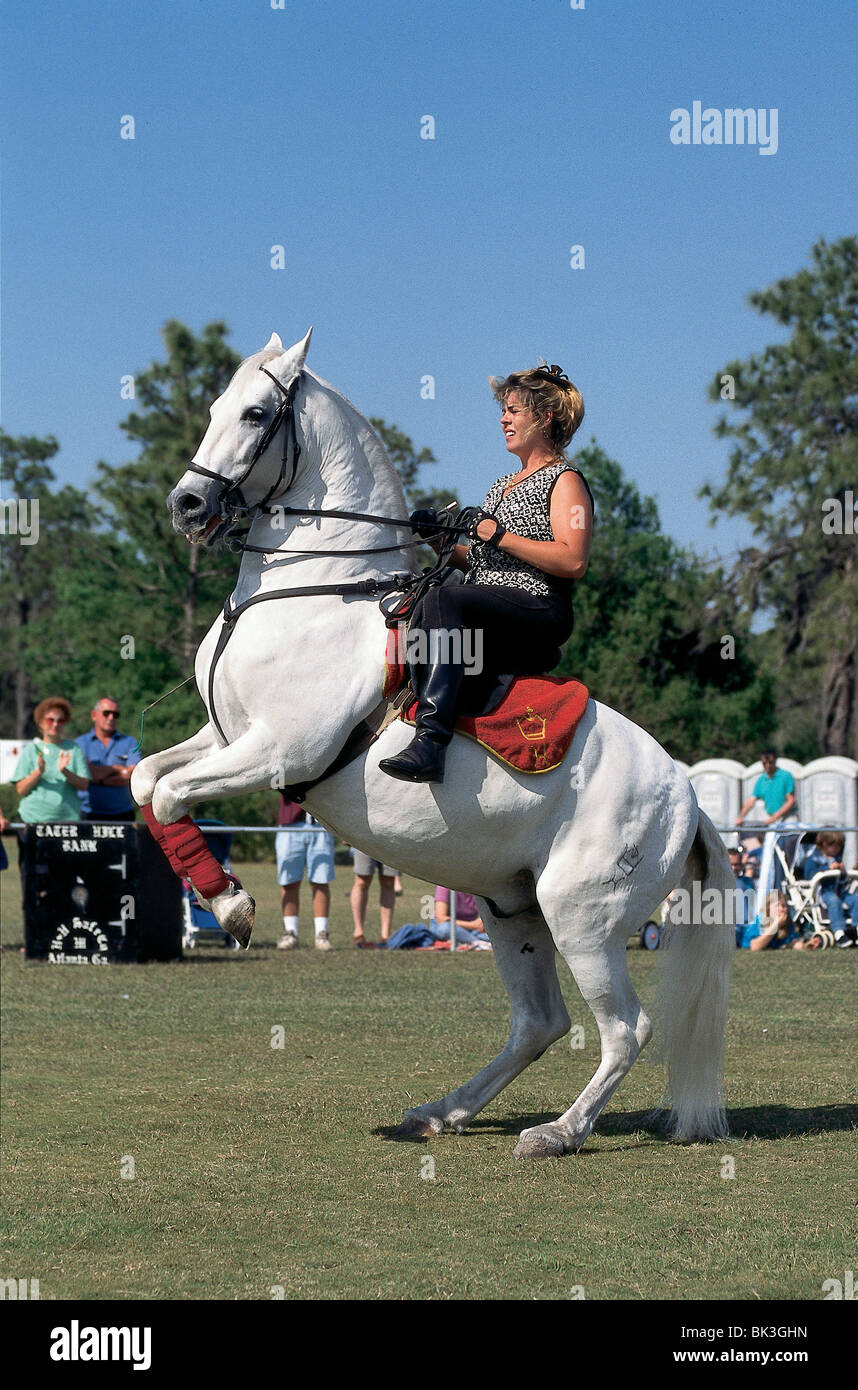 White horse rearing rider -Fotos und -Bildmaterial in hoher Auflösung ...