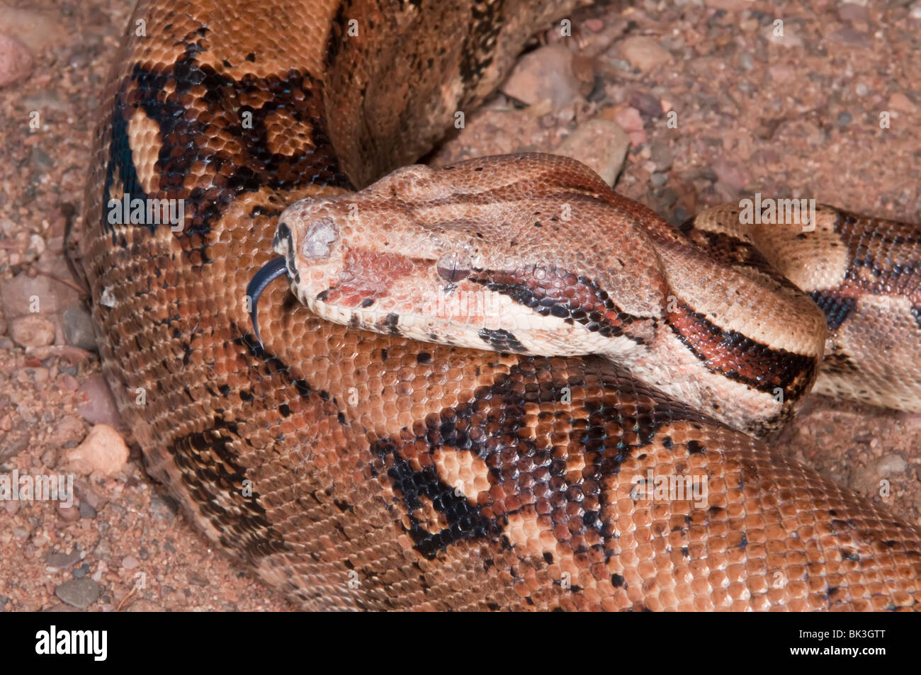 Boa constrictor boa constrictor imperator -Fotos und -Bildmaterial in ...
