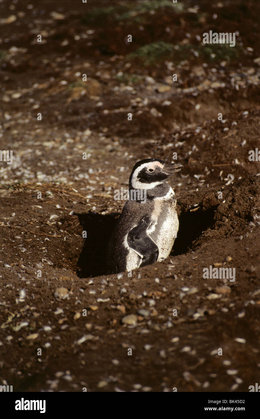 Burrow nesting seabird species -Fotos und -Bildmaterial in hoher ...