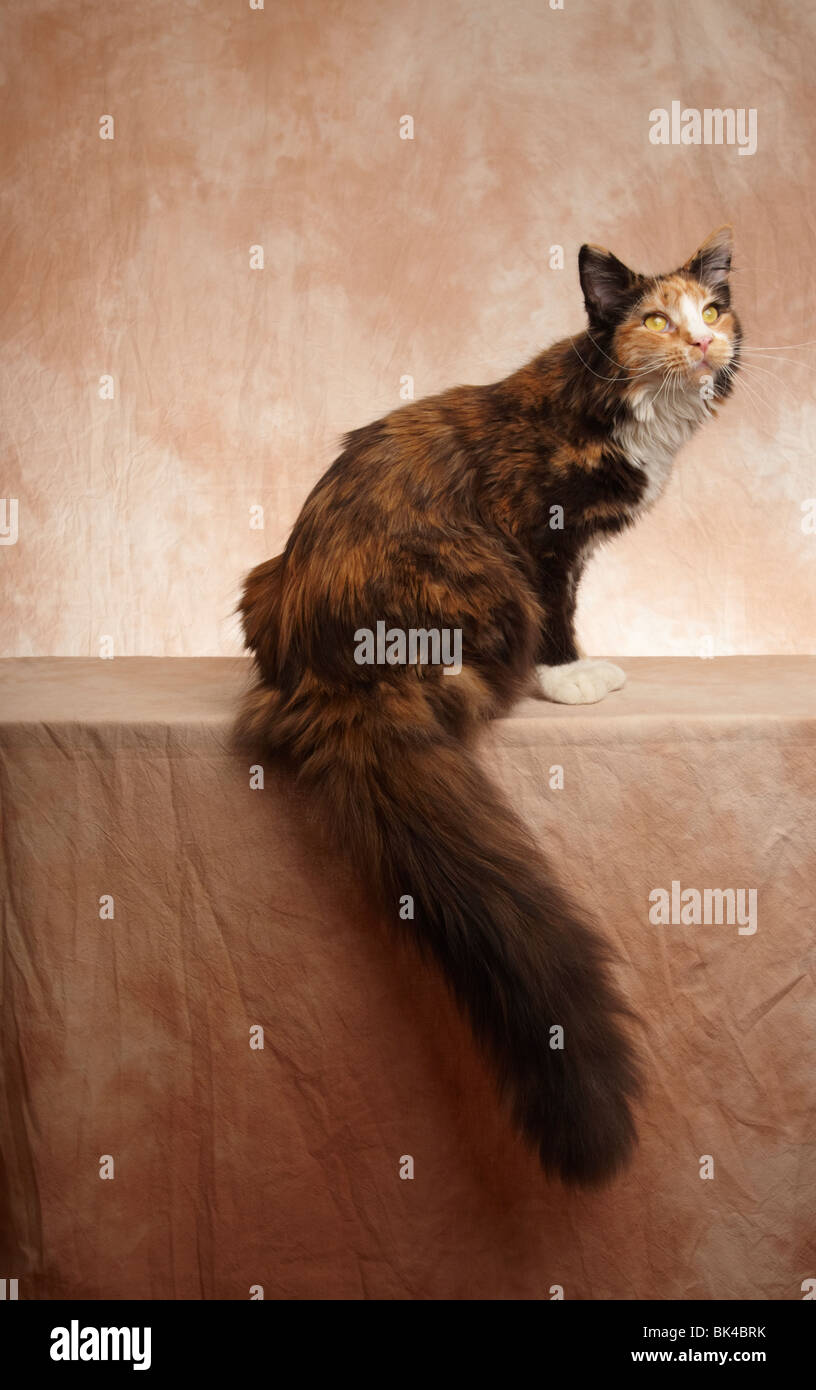 Weibliche Maine Coon Katze auf einem Tisch, zeigt ihr lange buschige ...