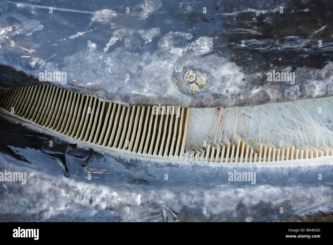 Gray whale -Fotos und -Bildmaterial in hoher Auflösung – Alamy