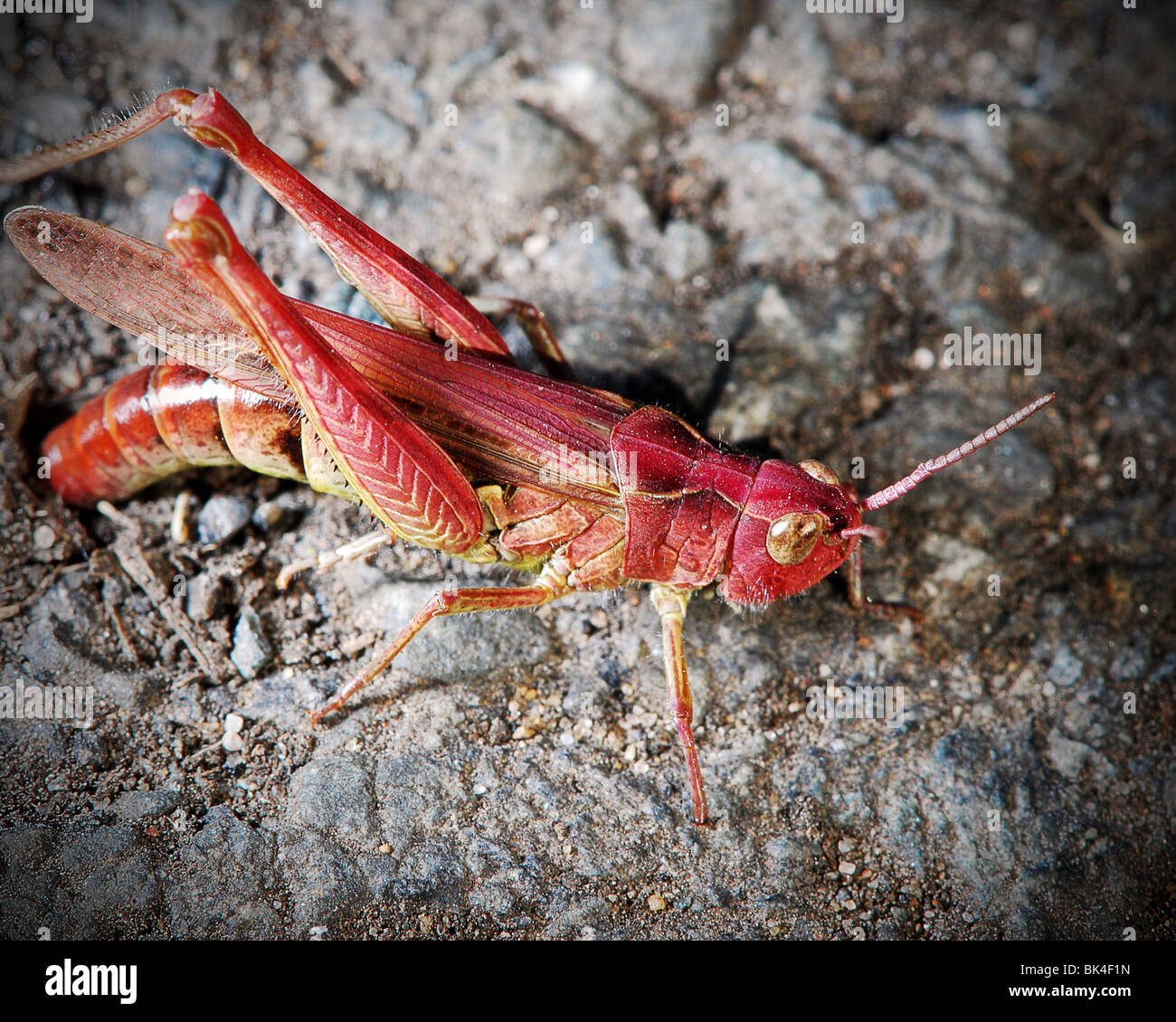 Rote Heuschrecke Eier Stockfotografie - Alamy