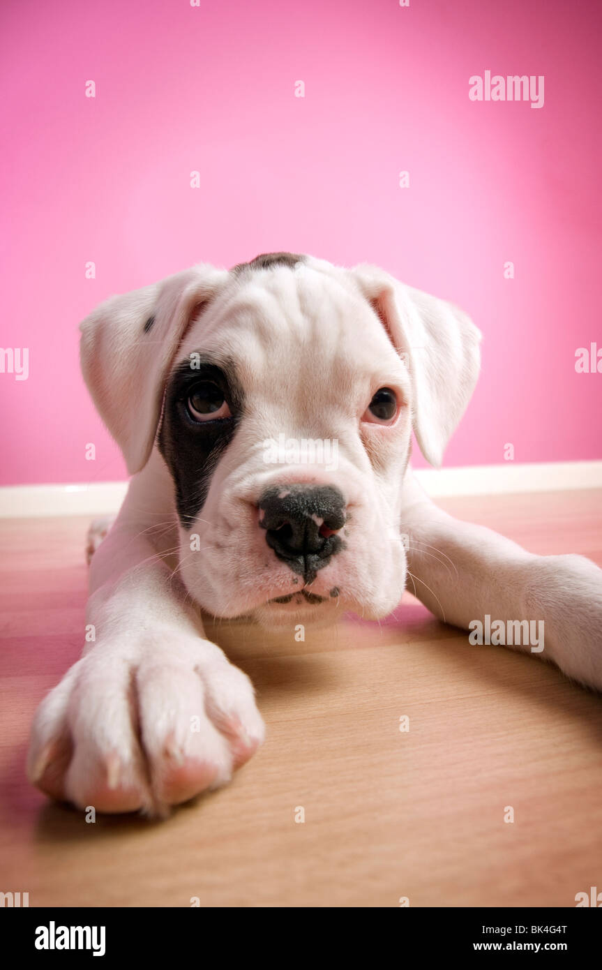 süße Boxer Welpen dehnen Stockfotografie - Alamy