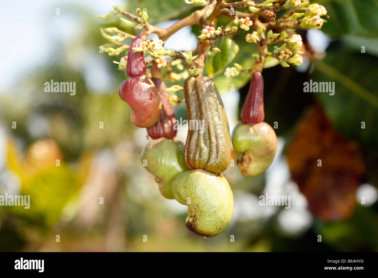 Cashew frucht baum -Fotos und -Bildmaterial in hoher Auflösung – Alamy