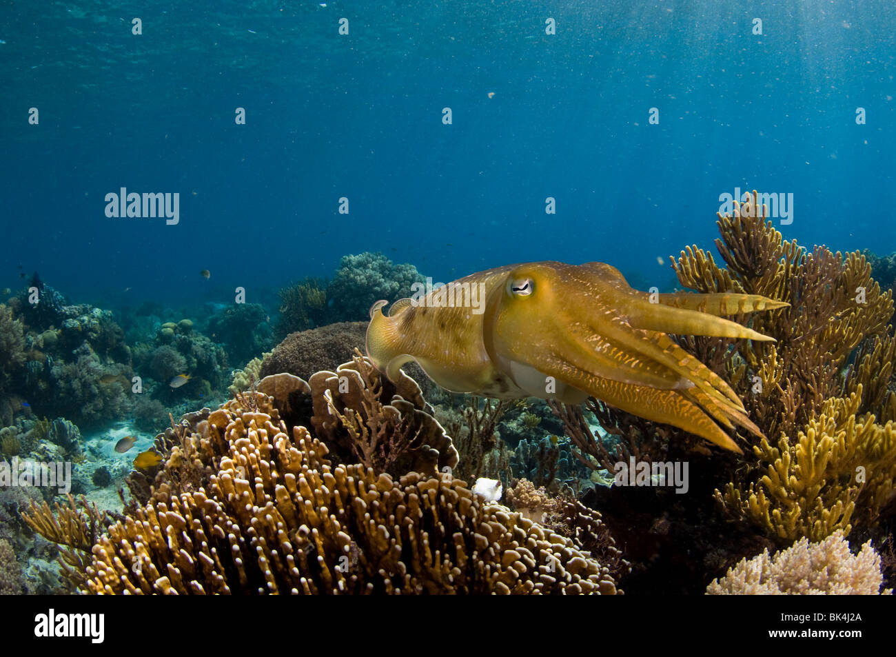 Sepia cuttlefish -Fotos und -Bildmaterial in hoher Auflösung – Alamy