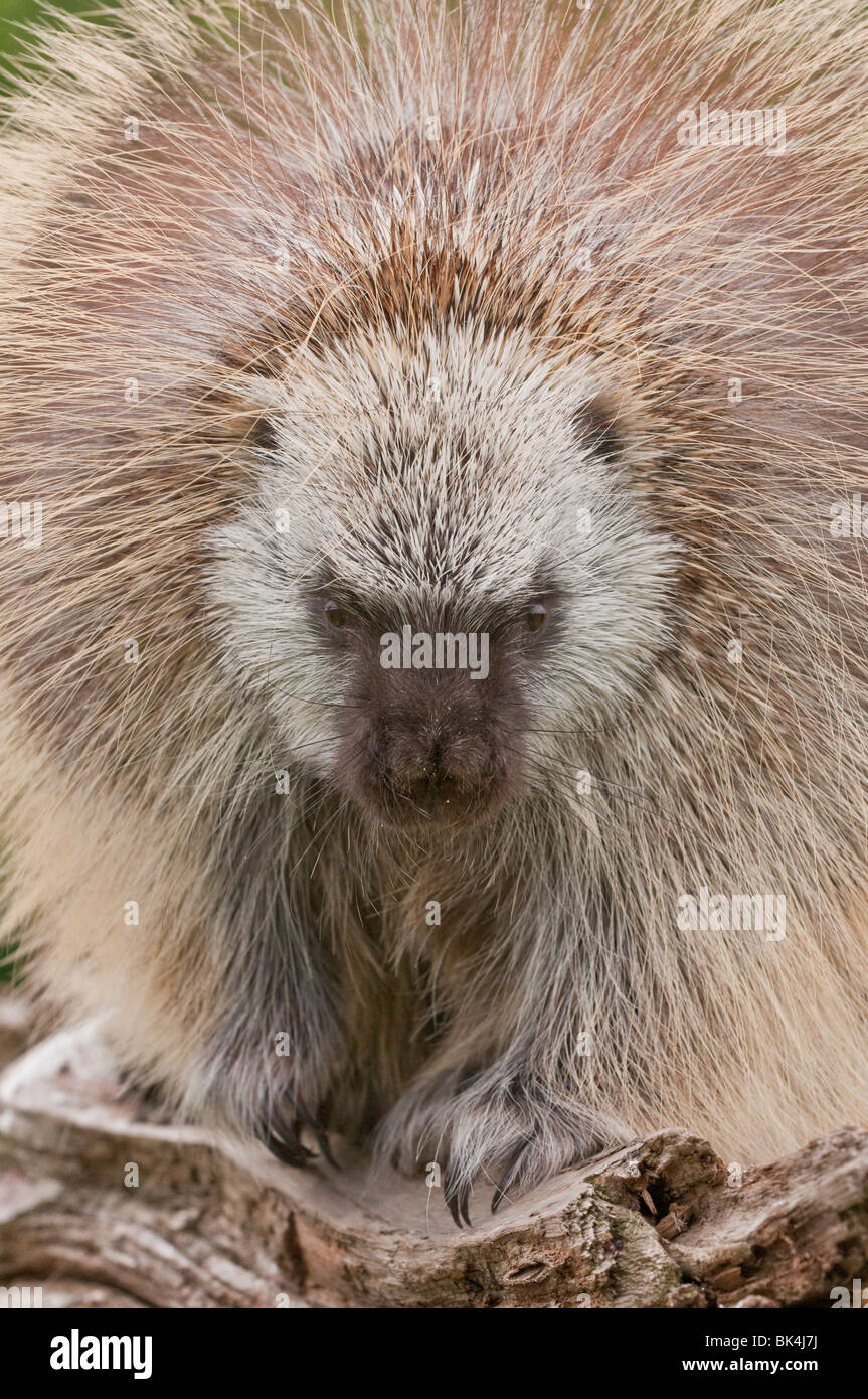 Caviomorph nagetier -Fotos und -Bildmaterial in hoher Auflösung – Alamy
