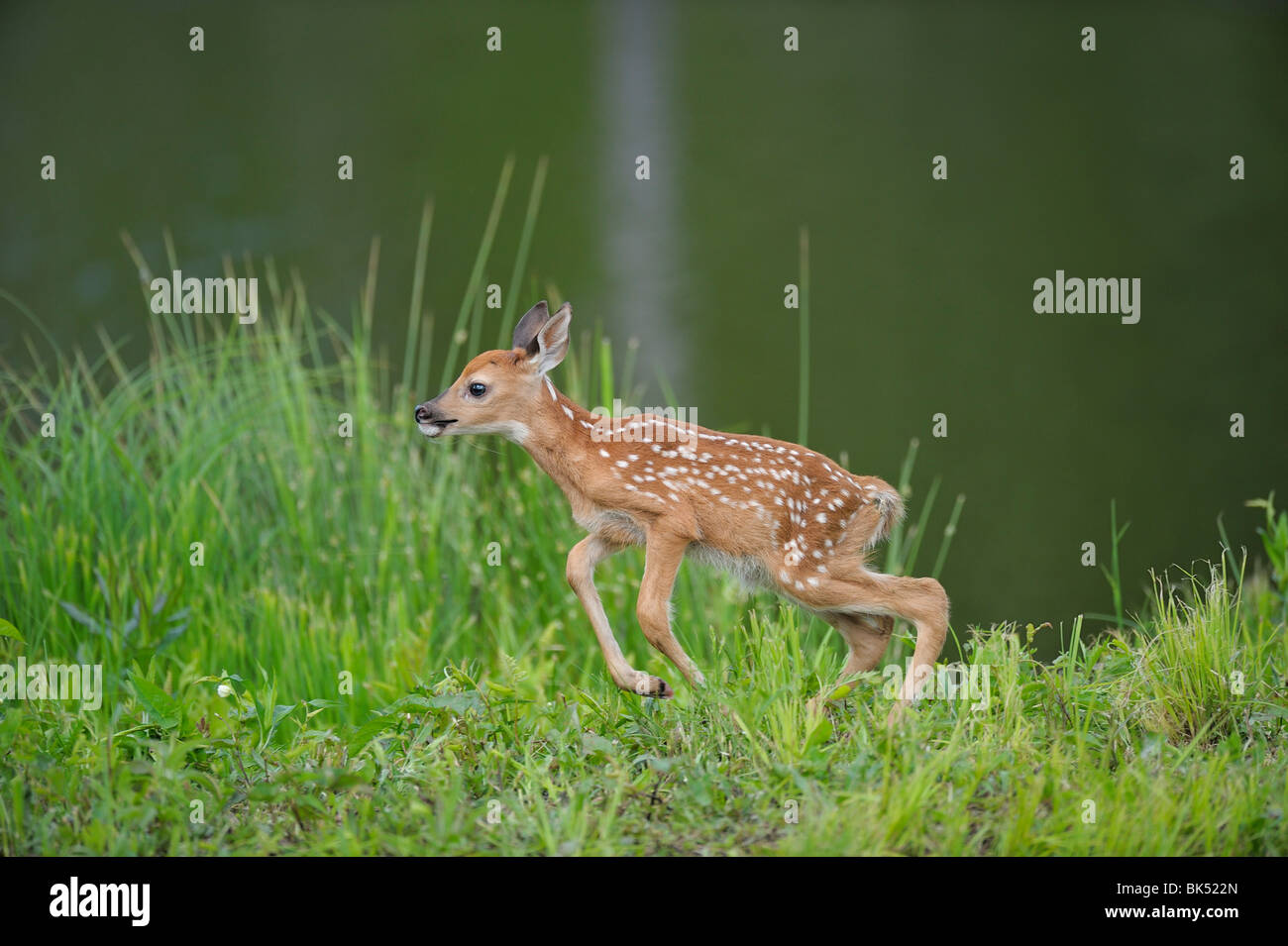 Gefleckter Baby Hirsch Stockfotos und -bilder Kaufen - Alamy