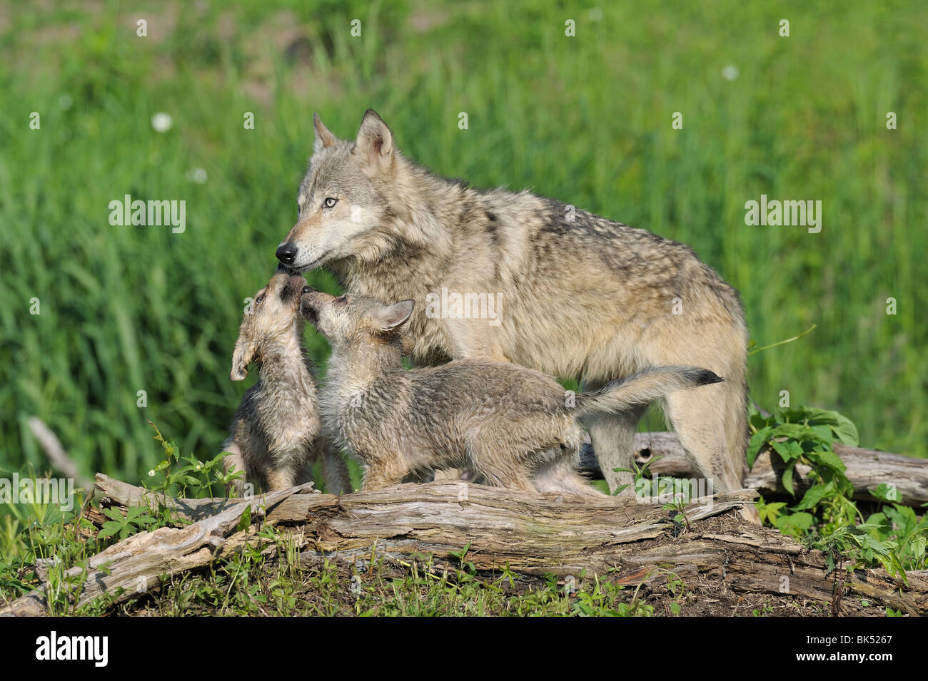 Graue wolfswelpen -Fotos und -Bildmaterial in hoher Auflösung – Alamy