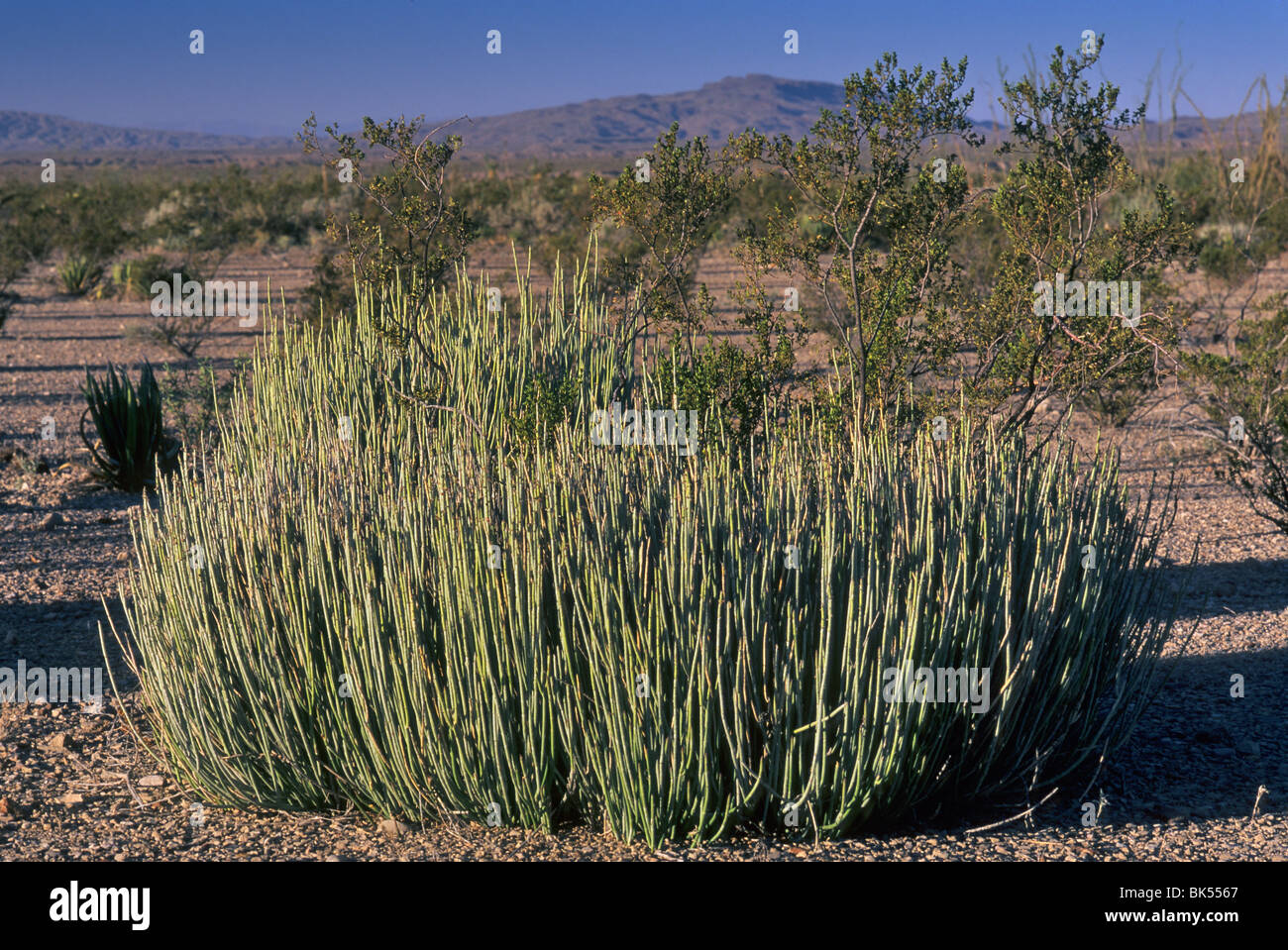 Candelilla und Kreosot Büsche in der Chihuahua-Wüste in der Nähe von ...