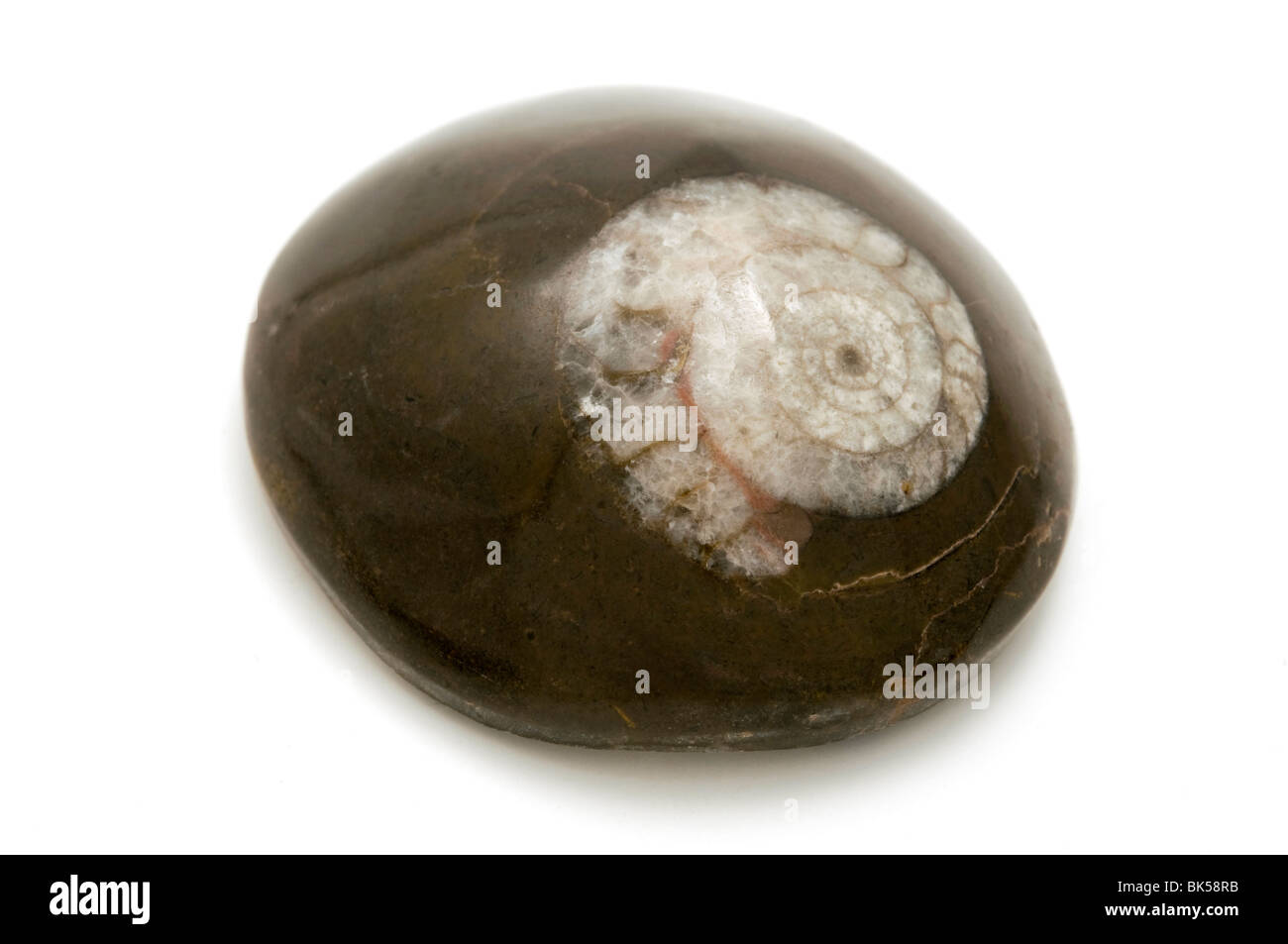 Ammonite fossil -Fotos und -Bildmaterial in hoher Auflösung – Alamy