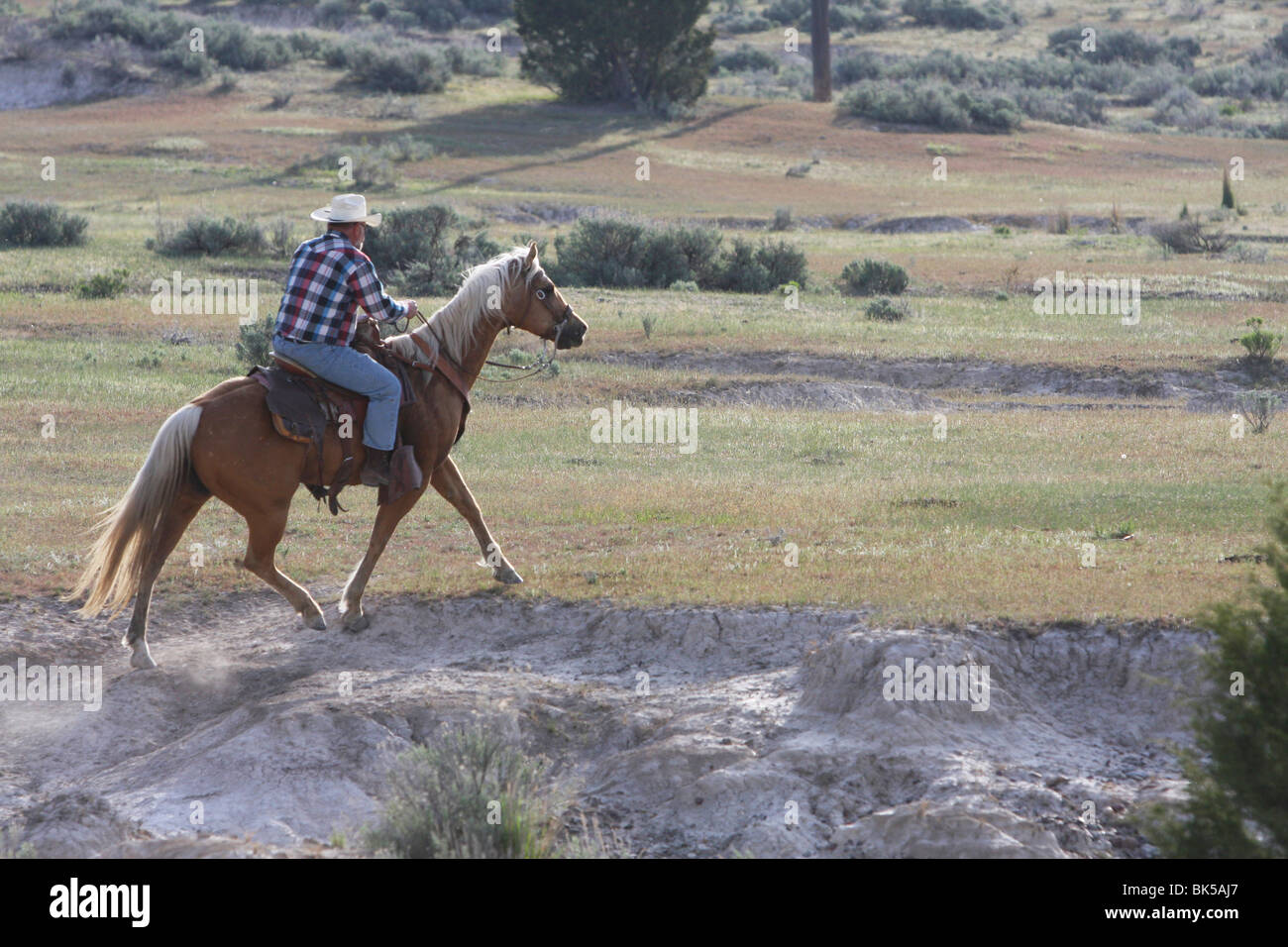 Cowboy riding a horse -Fotos und -Bildmaterial in hoher Auflösung – Alamy