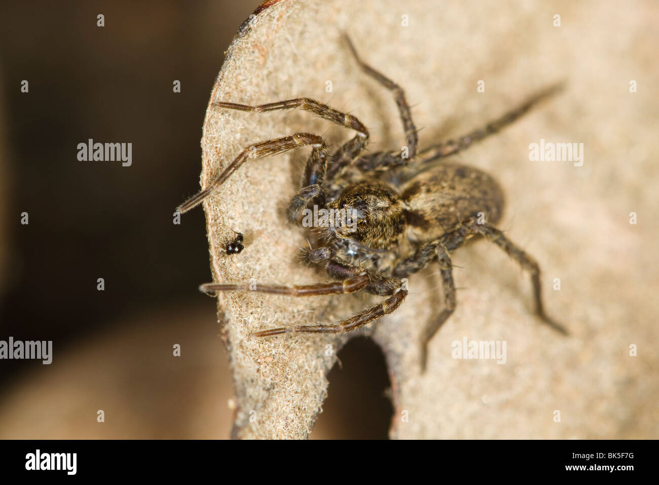 Lycosidae wolf spider -Fotos und -Bildmaterial in hoher Auflösung – Alamy