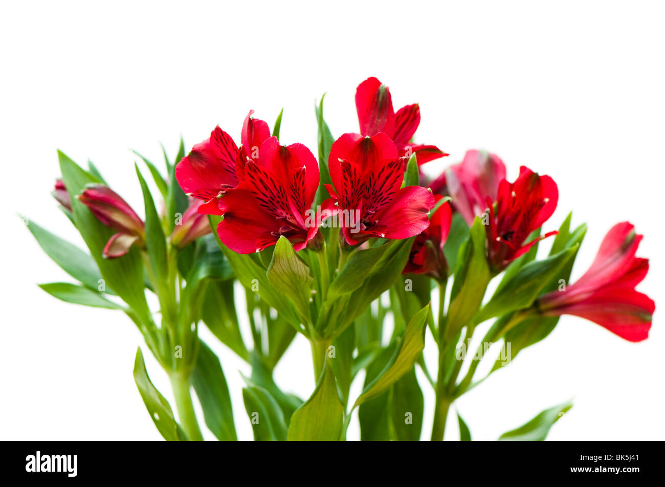 Lilien Von Inkas Stockfotos und -bilder Kaufen - Alamy