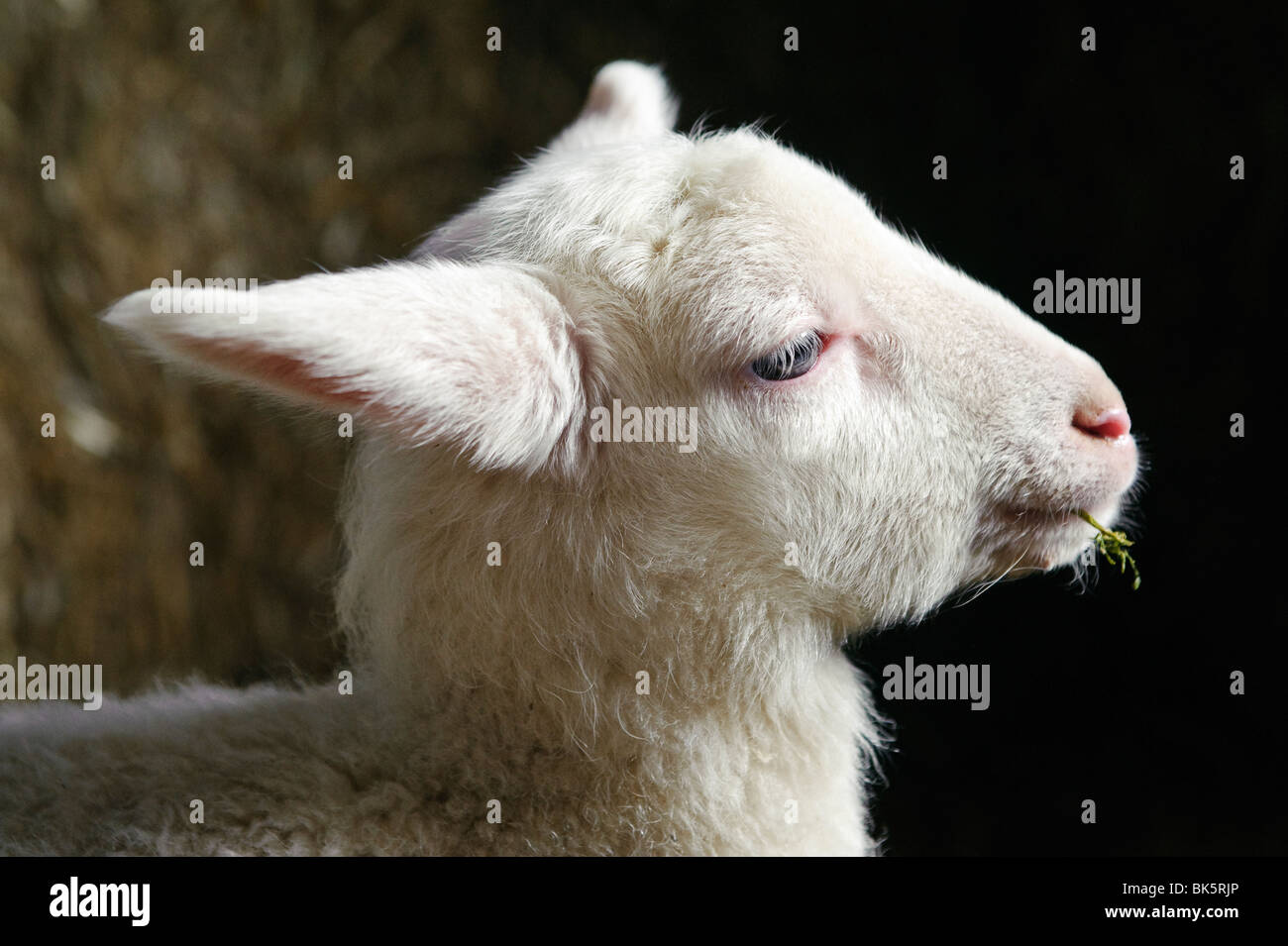 Altes lamm -Fotos und -Bildmaterial in hoher Auflösung – Alamy