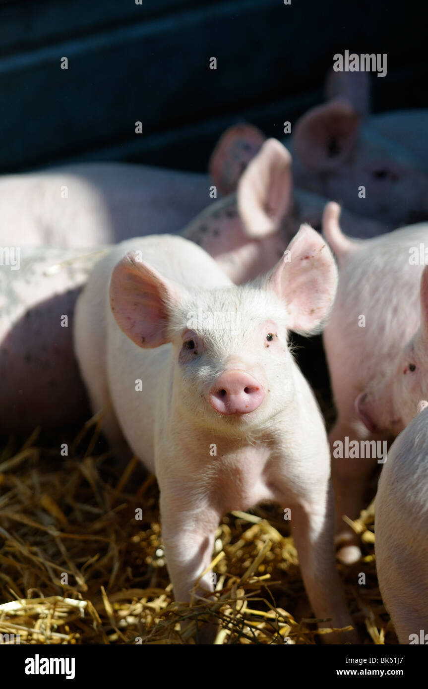 Rosa ferkel -Fotos und -Bildmaterial in hoher Auflösung – Alamy
