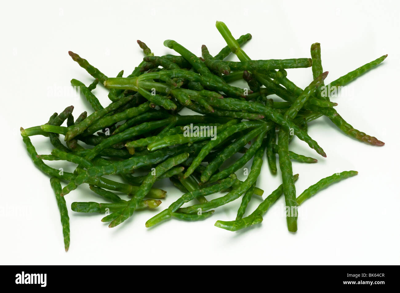 Gemeinsamen Queller, Salicorn (Salicornia Europaea), grüne Stiele ...