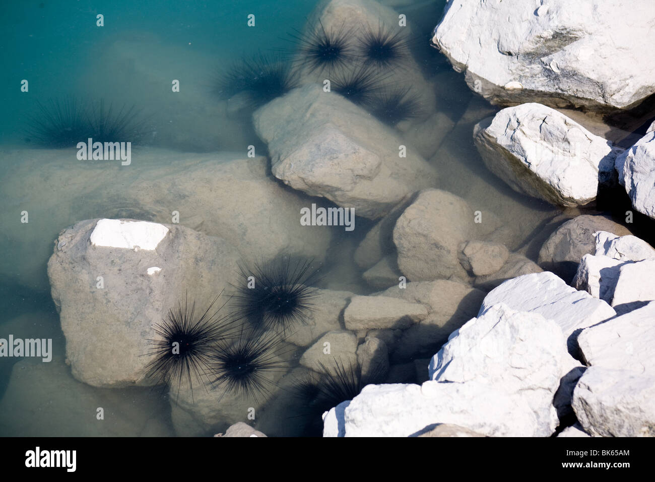 Strand seeigel -Fotos und -Bildmaterial in hoher Auflösung – Alamy