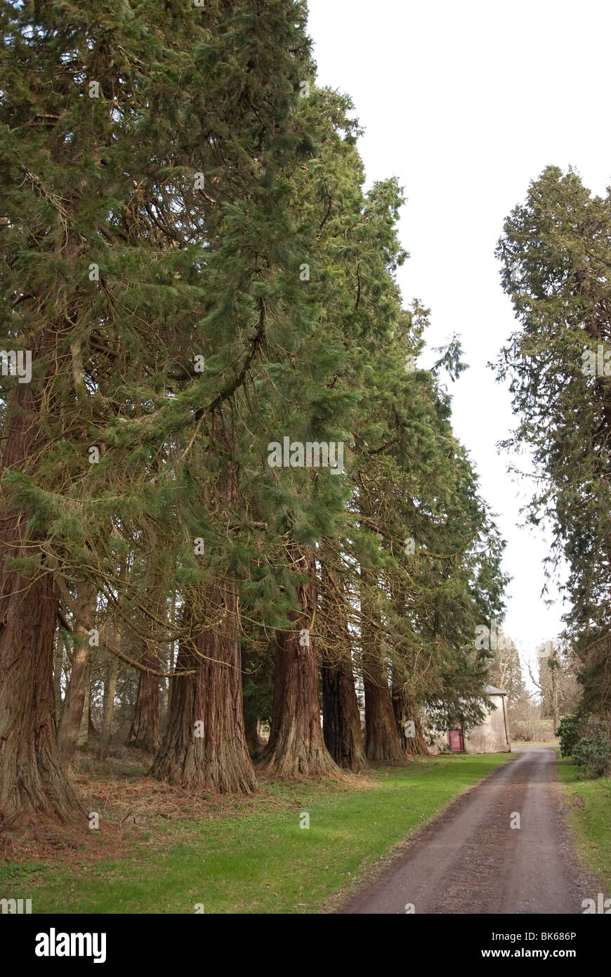 Giant Redwood Im Dumfries House Stockfotos und -bilder Kaufen - Alamy