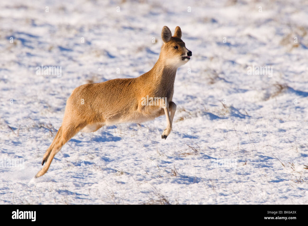 Chinesische Wasser Hirsch (Hydropotes Inermis Stockfotografie - Alamy