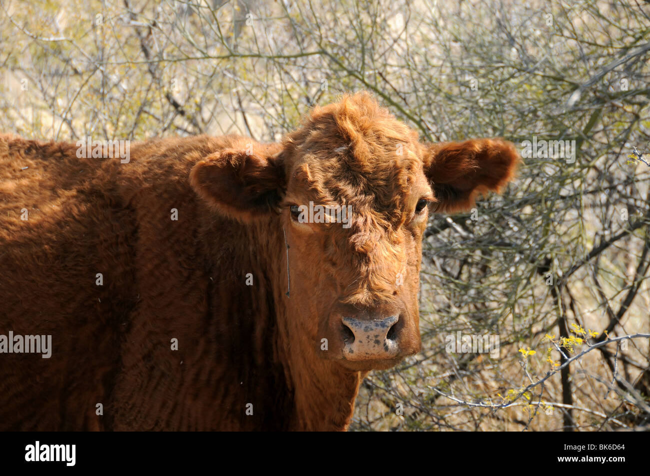 Rinder weiden viehhaltung landwirtschaft -Fotos und -Bildmaterial in ...