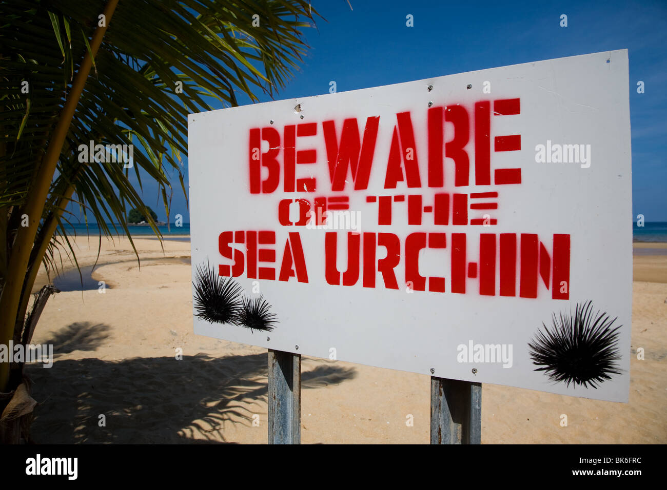 Seeigel strand -Fotos und -Bildmaterial in hoher Auflösung – Alamy