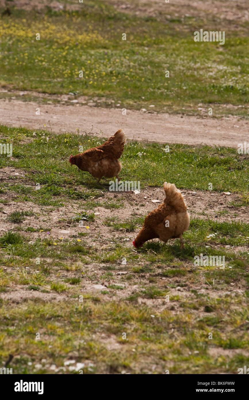 Tiere und wildtiere -Fotos und -Bildmaterial in hoher Auflösung – Alamy