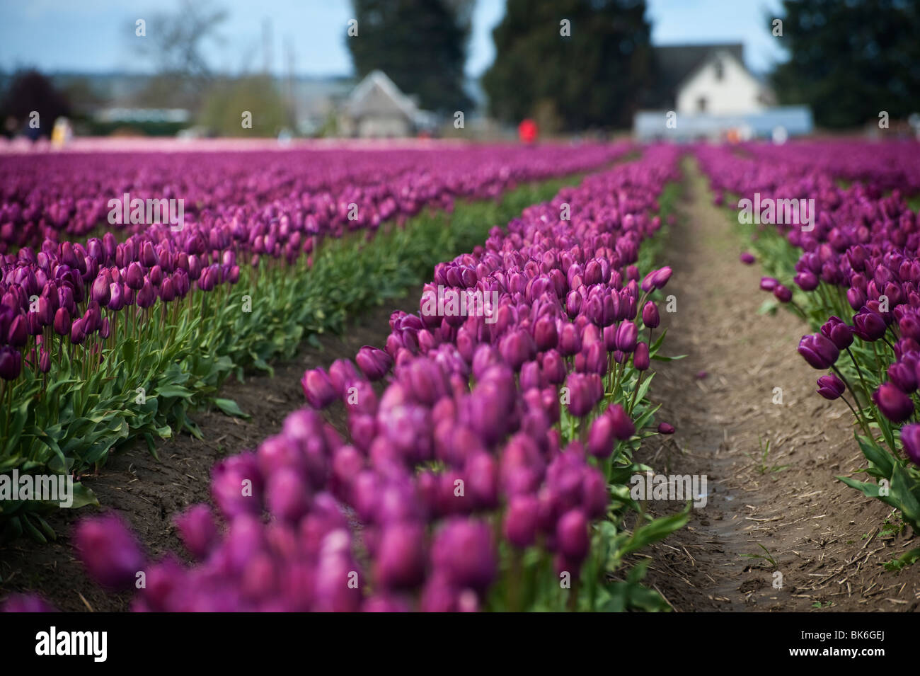 Roozengaarde blumenzwiebelfarm -Fotos und -Bildmaterial in hoher ...