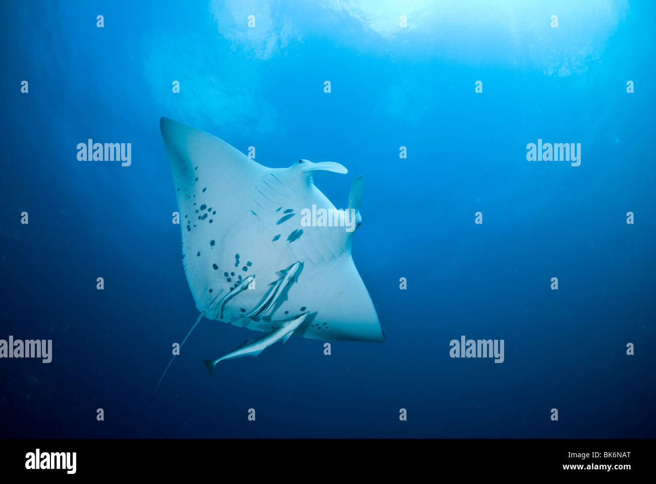 Mantarochen tauchen -Fotos und -Bildmaterial in hoher Auflösung – Alamy