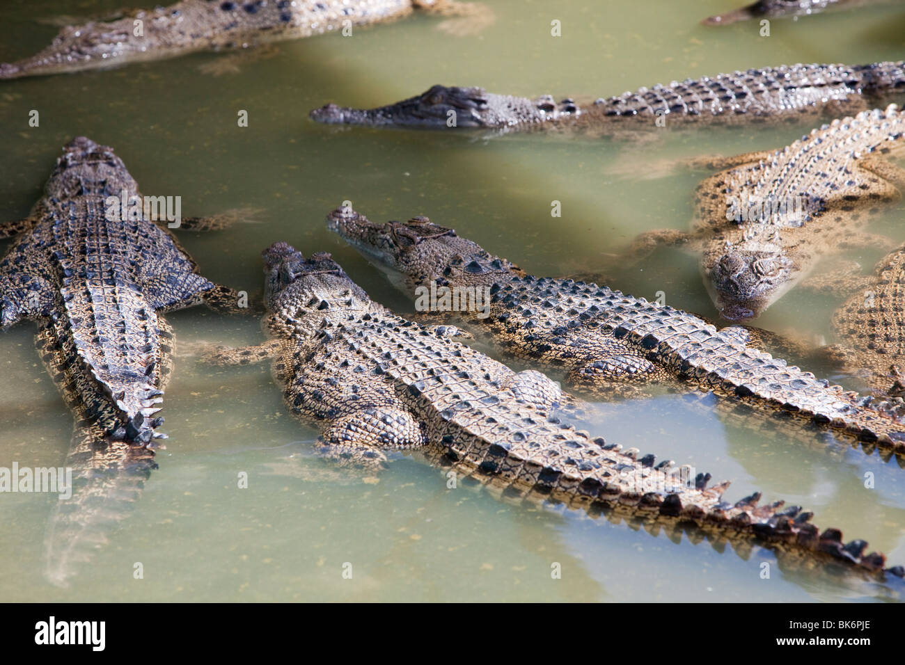 Breeding crocodile farm -Fotos und -Bildmaterial in hoher Auflösung – Alamy