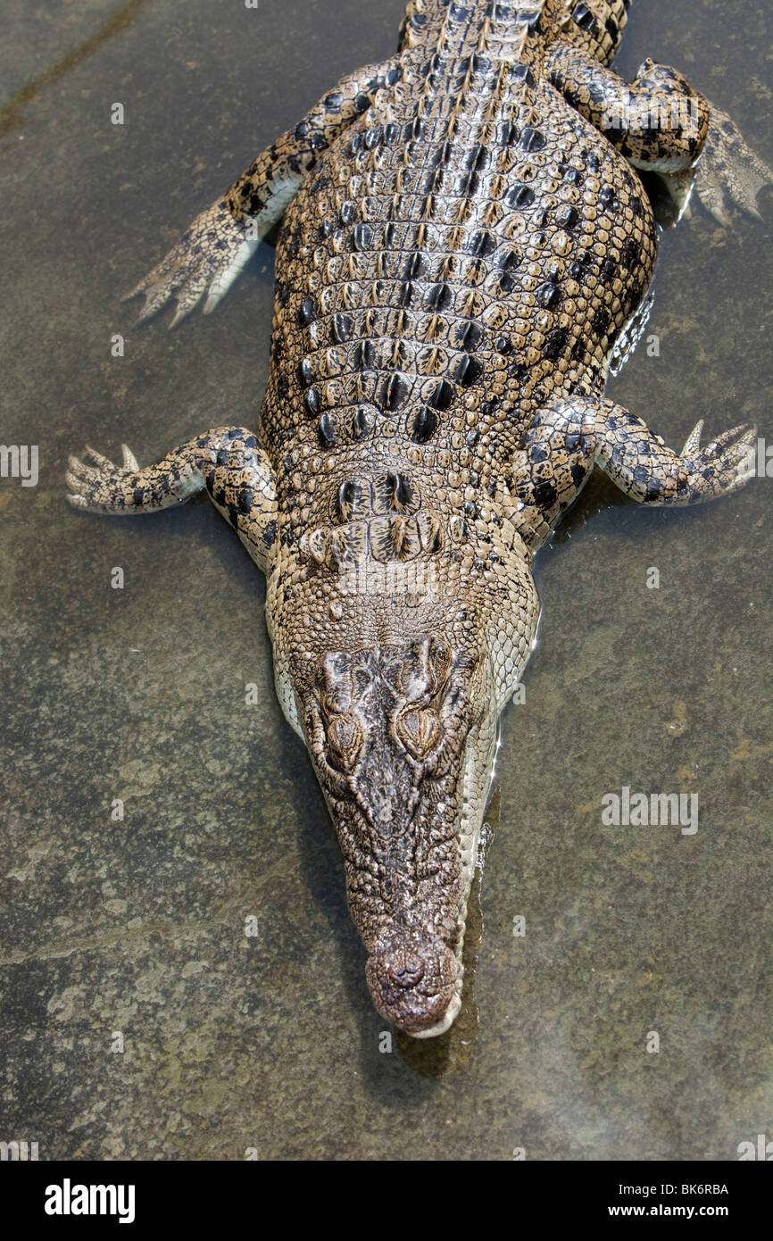 Crocodile Farm Australia Stockfotos und -bilder Kaufen - Alamy