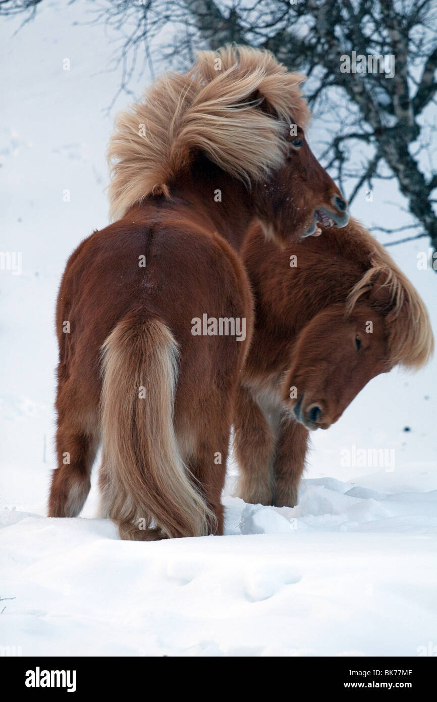 Islandpferde spielen -Fotos und -Bildmaterial in hoher Auflösung – Alamy