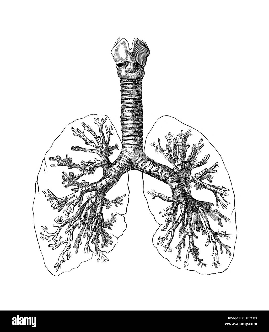 Menschliche anatomie innere organe Schwarzweiß-Stockfotos und -bilder ...