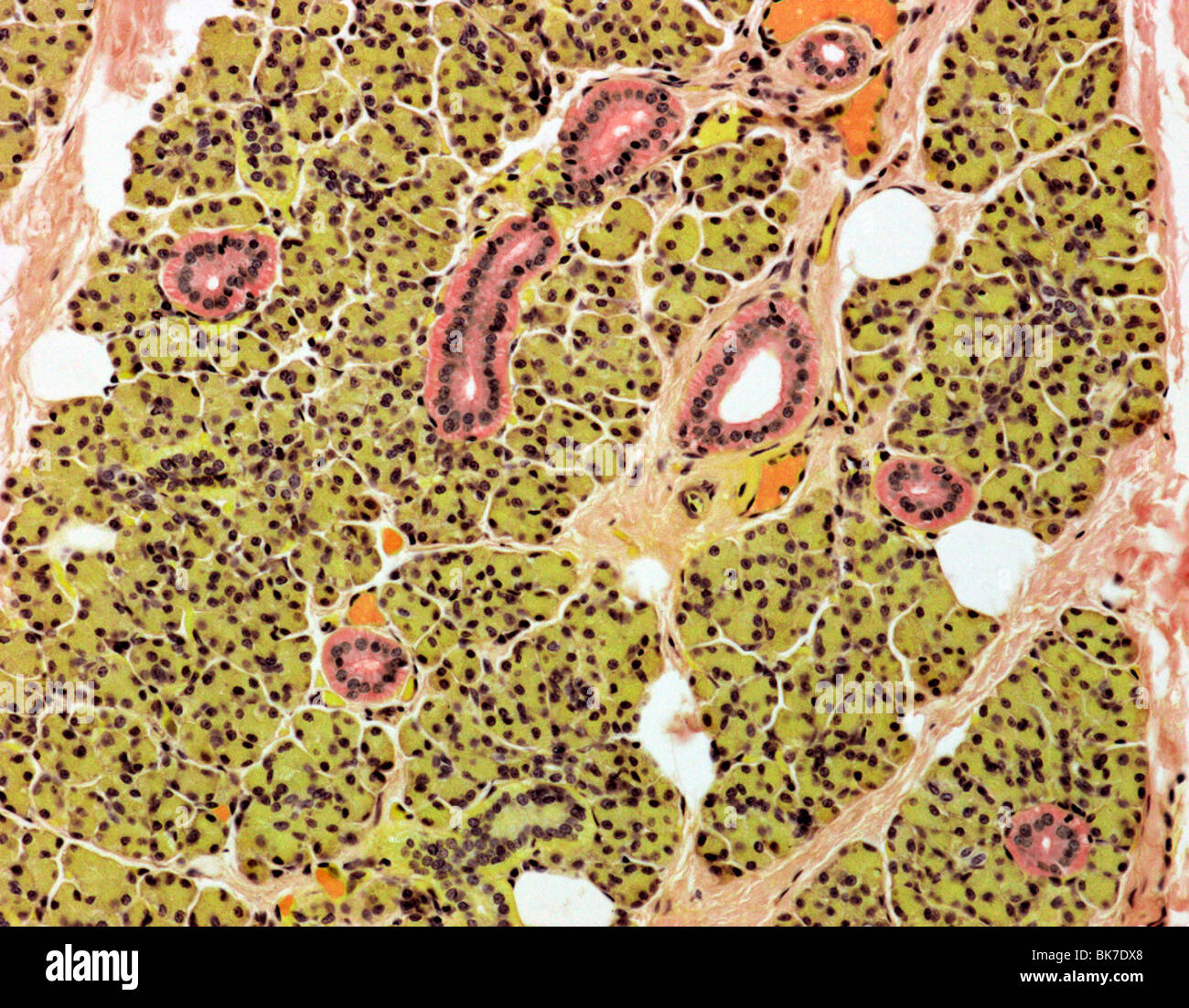 Parotis speicheldrüse -Fotos und -Bildmaterial in hoher Auflösung – Alamy