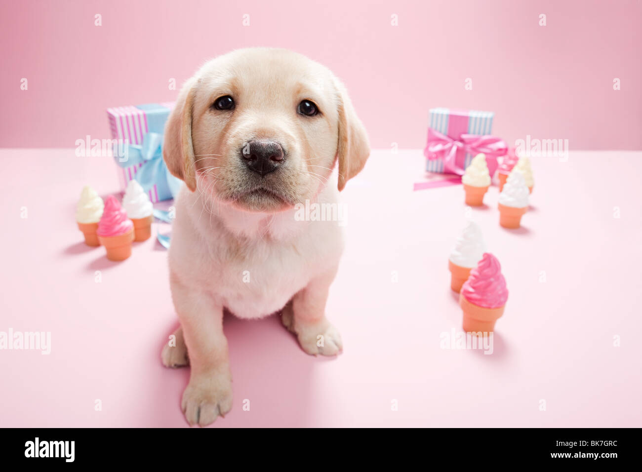 Labrador Party Stockfotos und -bilder Kaufen - Alamy