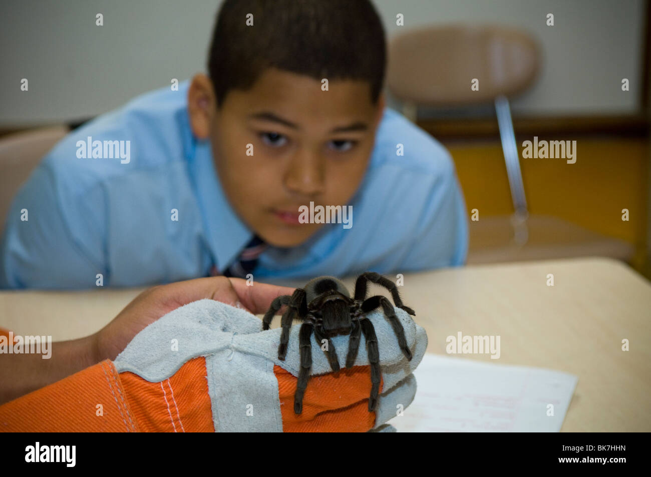 Schüler der siebten Klasse erfahren Sie mehr über die Vogelspinne in ... Schüler der siebten Klasse erfahren Sie mehr über die Vogelspinne in ...