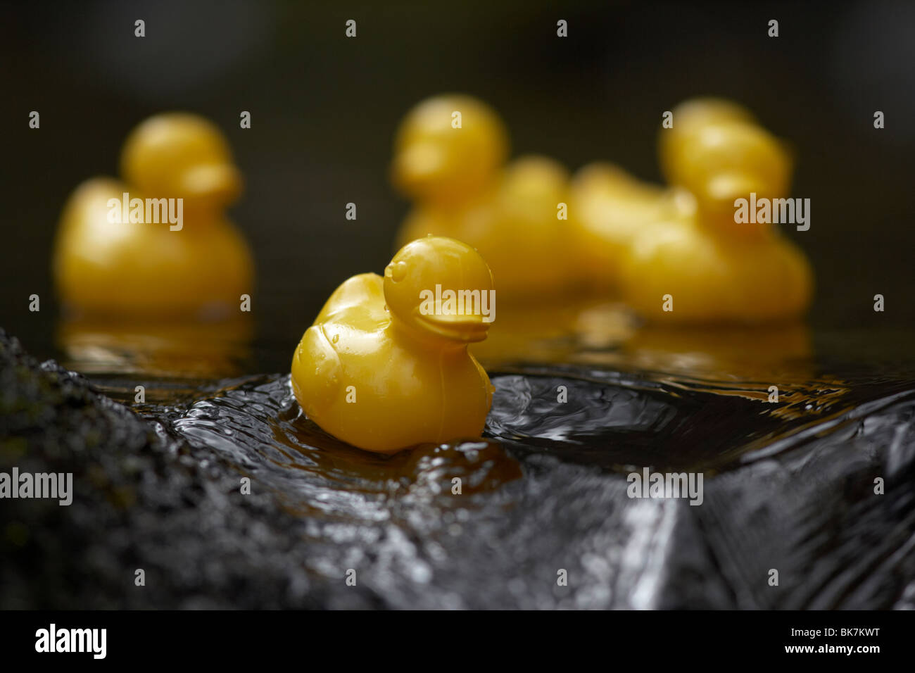 Plastik enten -Fotos und -Bildmaterial in hoher Auflösung – Alamy
