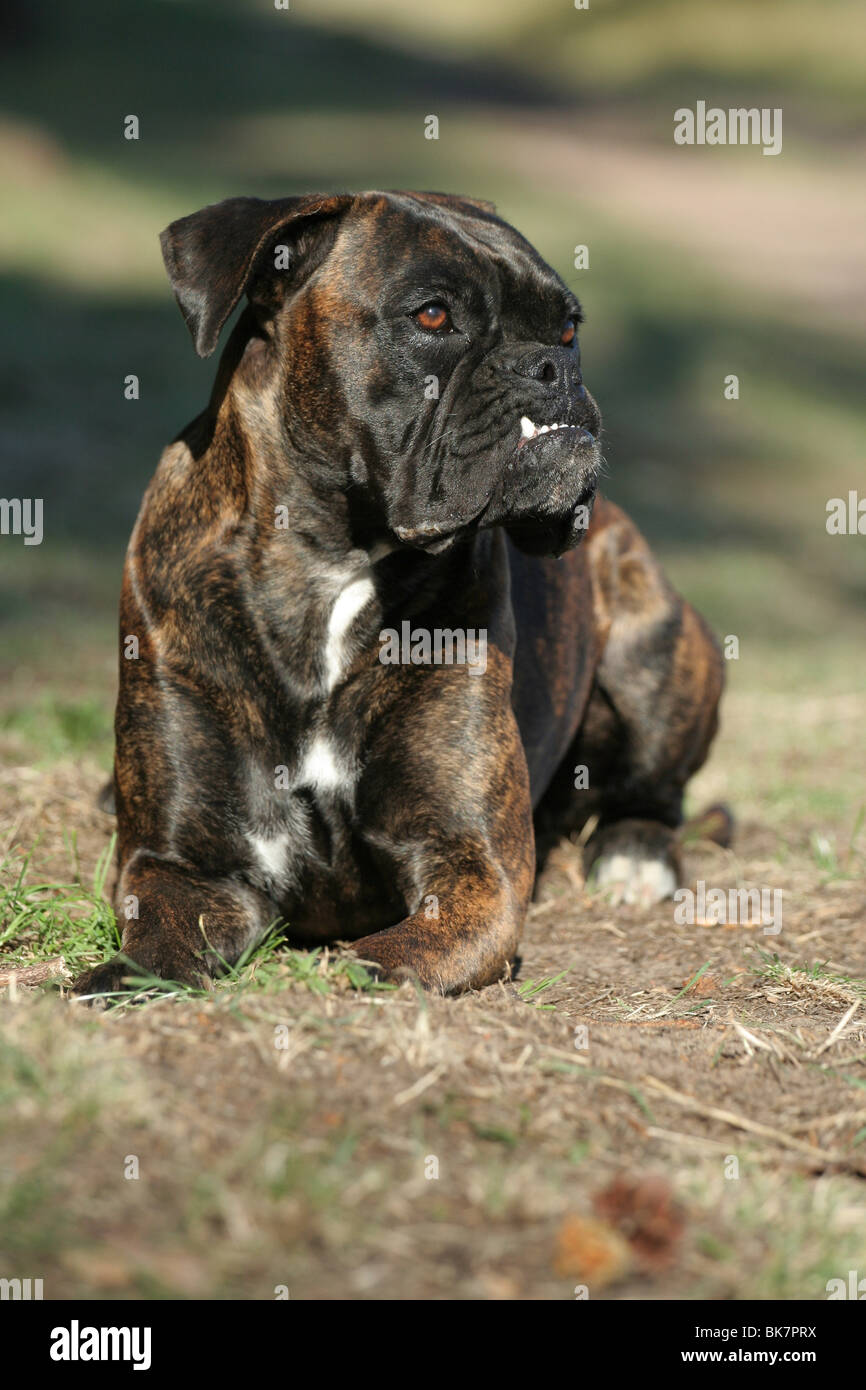 Gestromte boxer -Fotos und -Bildmaterial in hoher Auflösung – Alamy