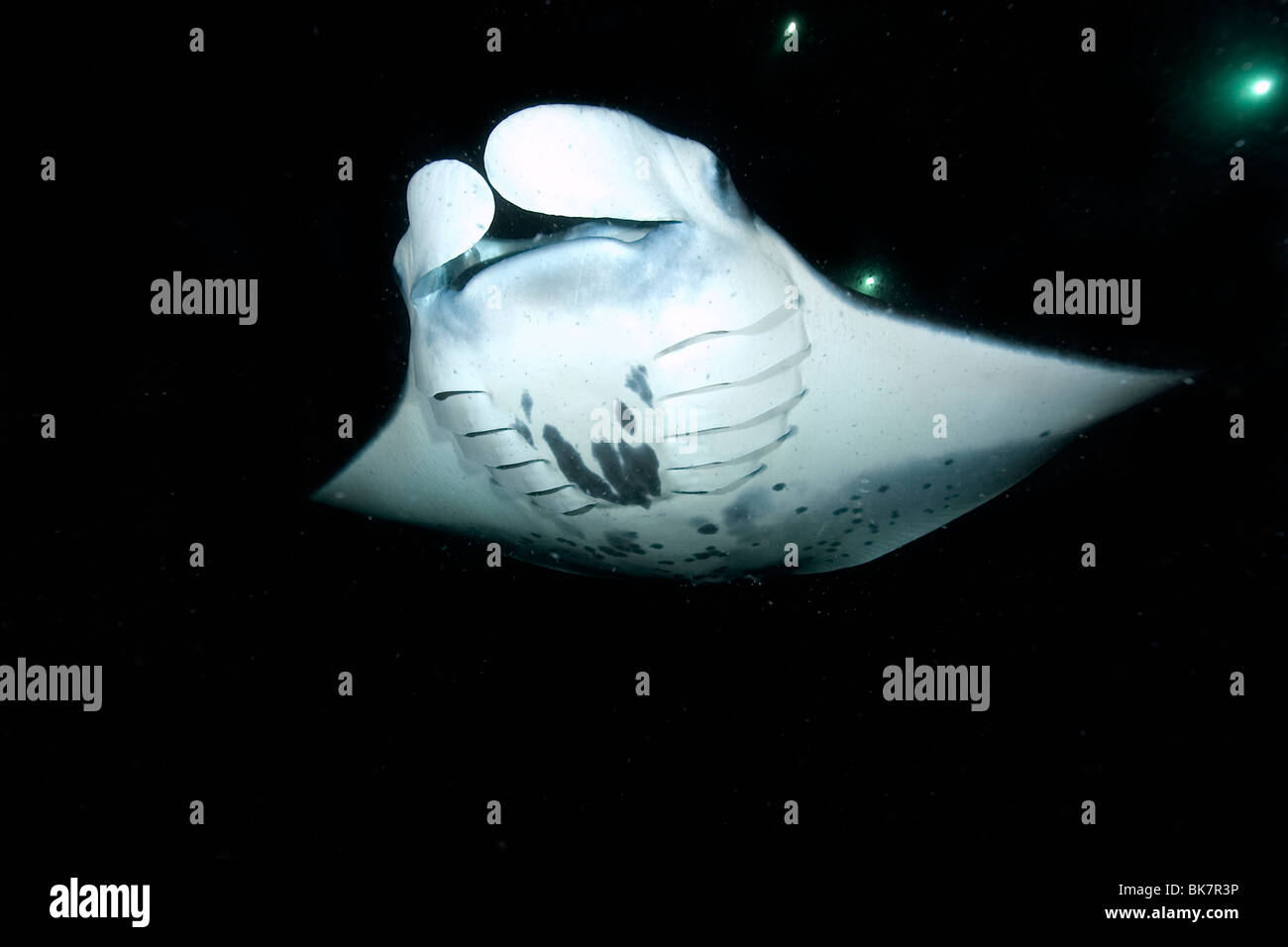 Mantarochen nachttauchgang -Fotos und -Bildmaterial in hoher Auflösung ...