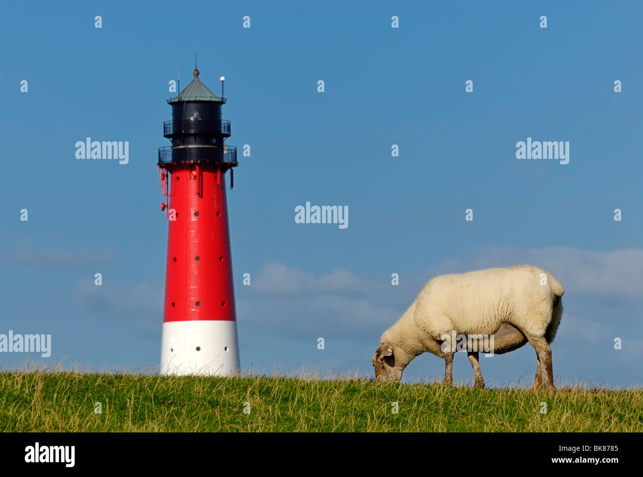 Pellworm leuchtturm und ein schaff -Fotos und -Bildmaterial in hoher ...