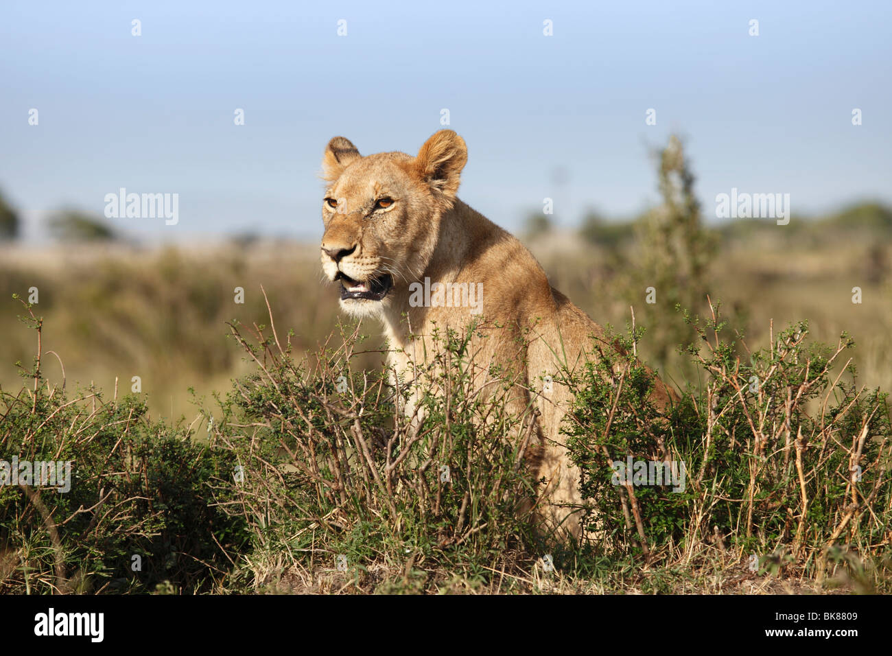 Löwe im busch -Fotos und -Bildmaterial in hoher Auflösung – Alamy