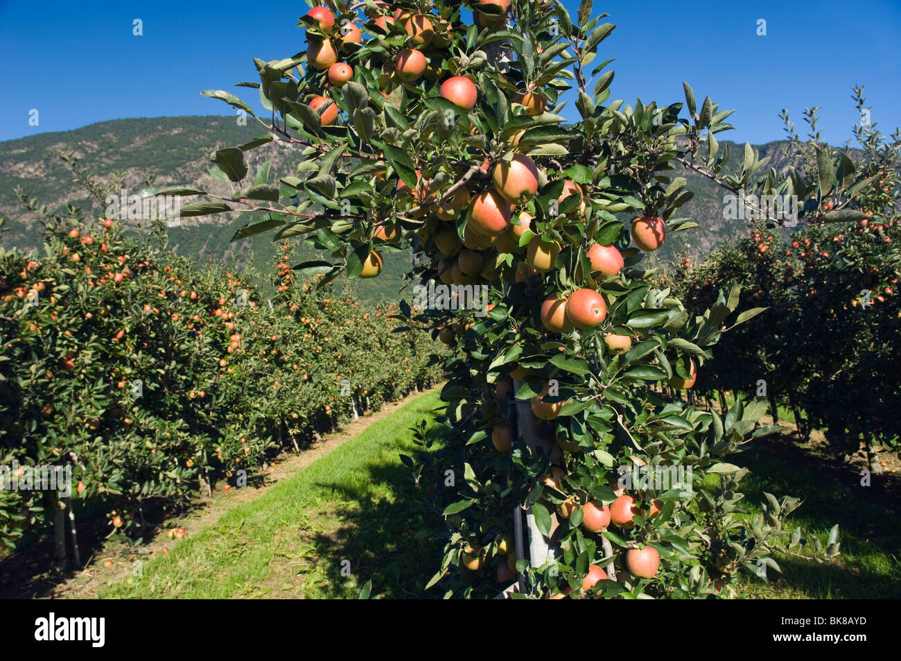 Roter Apfel an einem Baum hängen Apfelgarten, Vilpian, Trentino ...