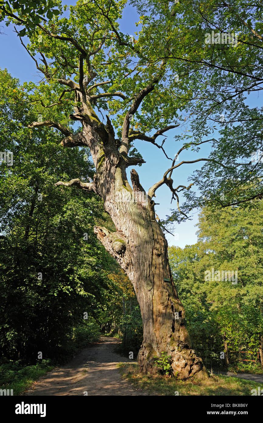 Alte Eiche Stockfotos & Alte Eiche Bilder - Alamy