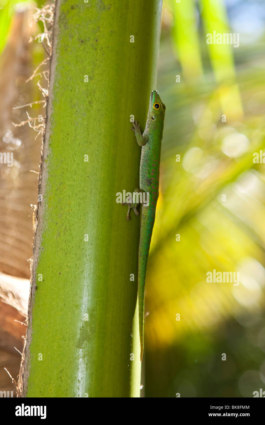 Indische geckos -Fotos und -Bildmaterial in hoher Auflösung – Alamy