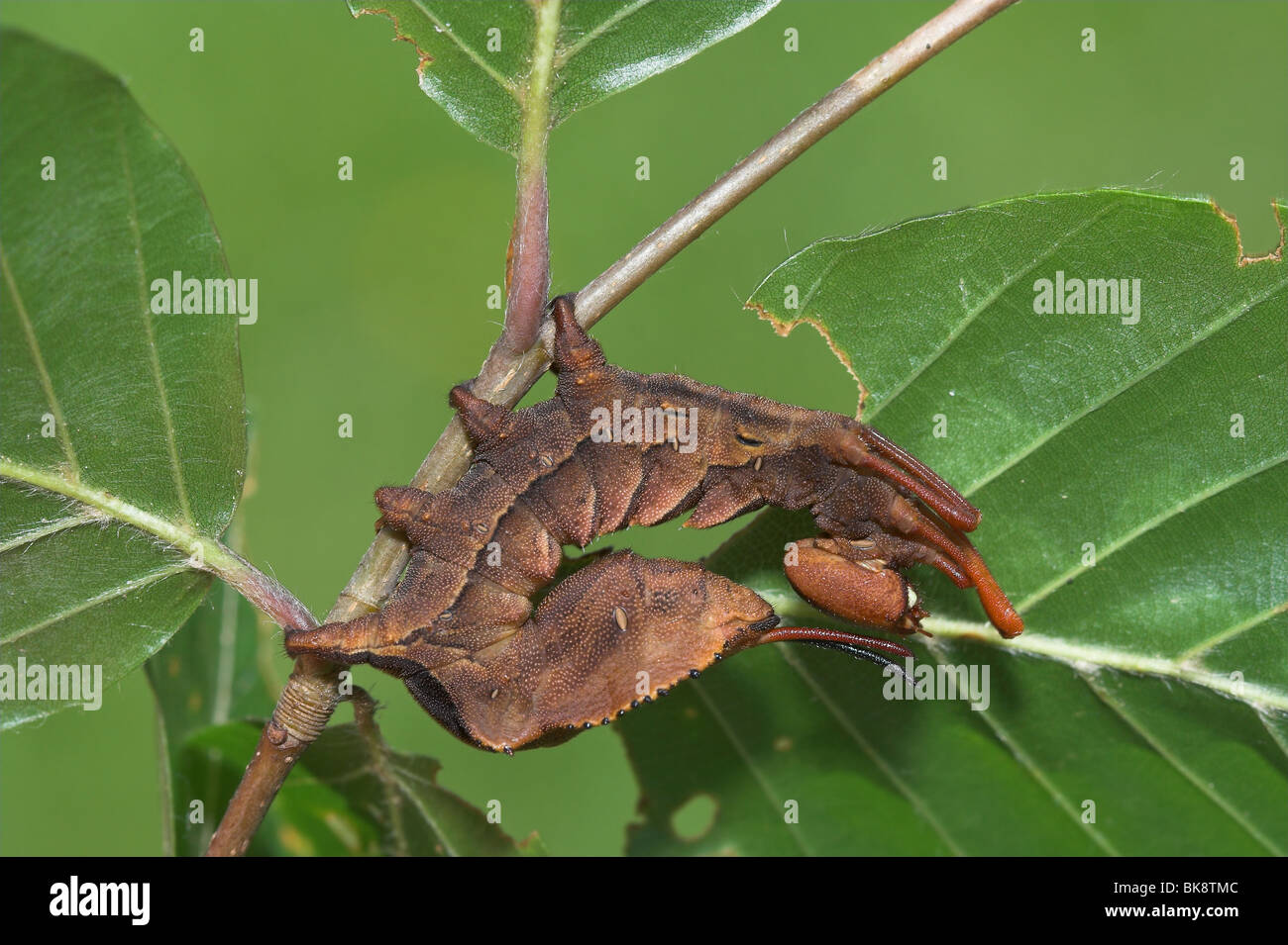 Lobster moth caterpillar -Fotos und -Bildmaterial in hoher Auflösung ...
