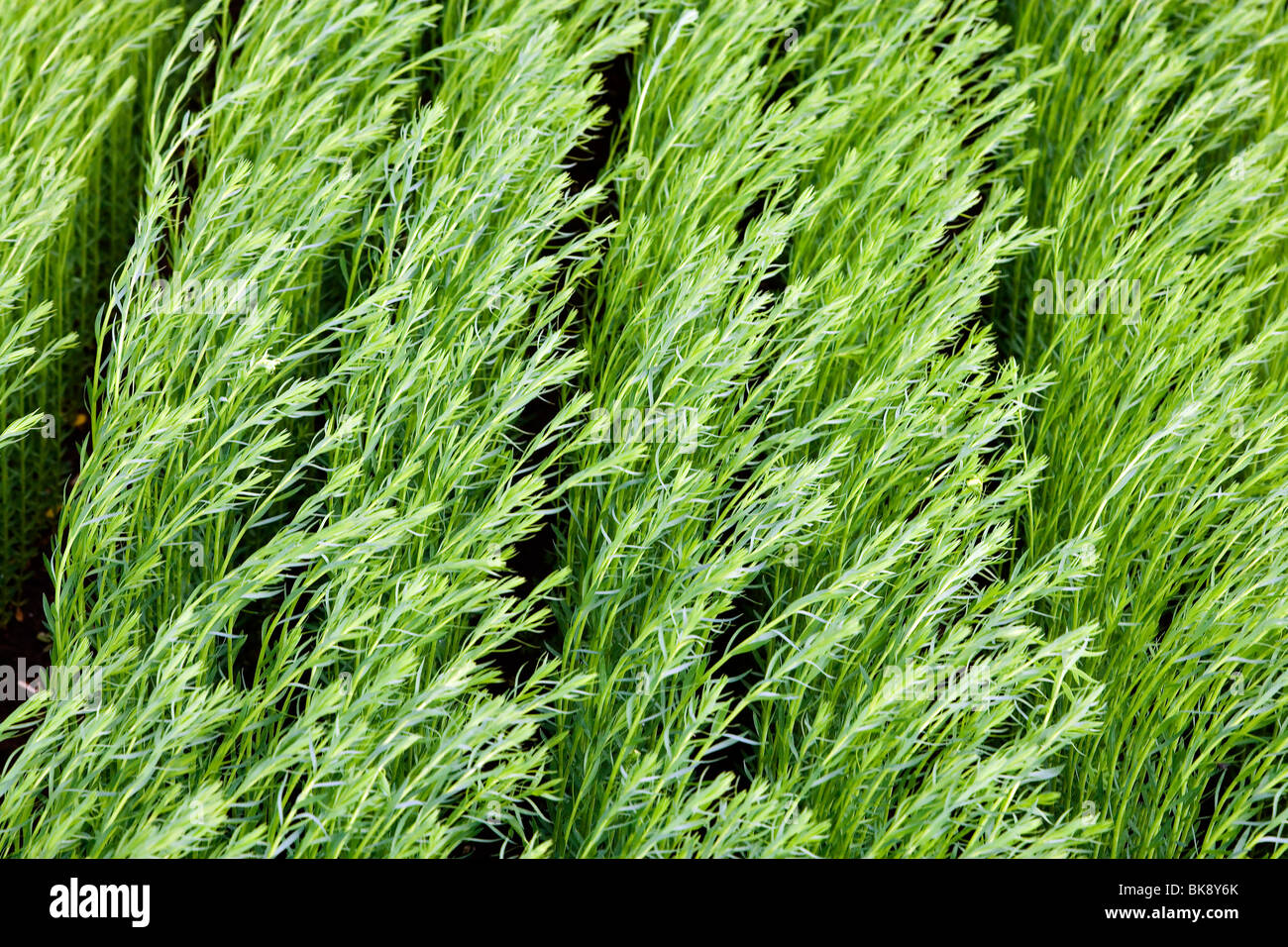 Flachs kultur -Fotos und -Bildmaterial in hoher Auflösung – Alamy