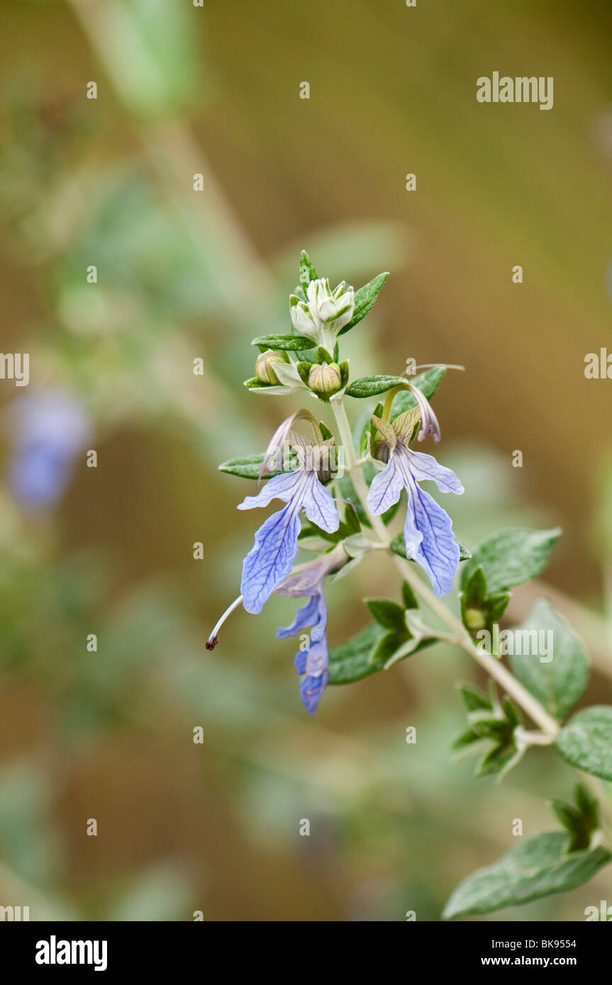 Baum Gamander Teucrium Fruticans, in voller Blüte im Inneren der ...