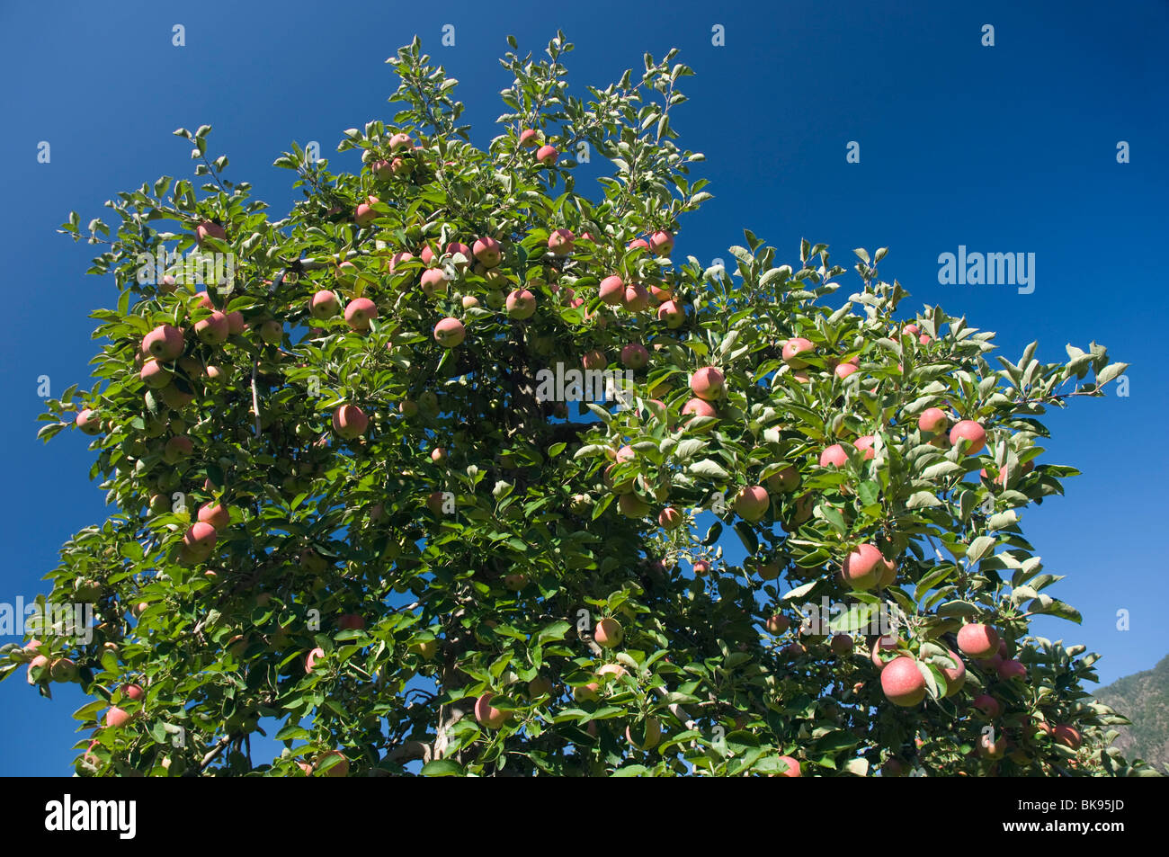 Apfel Plantage Stockfotos und -bilder Kaufen - Alamy