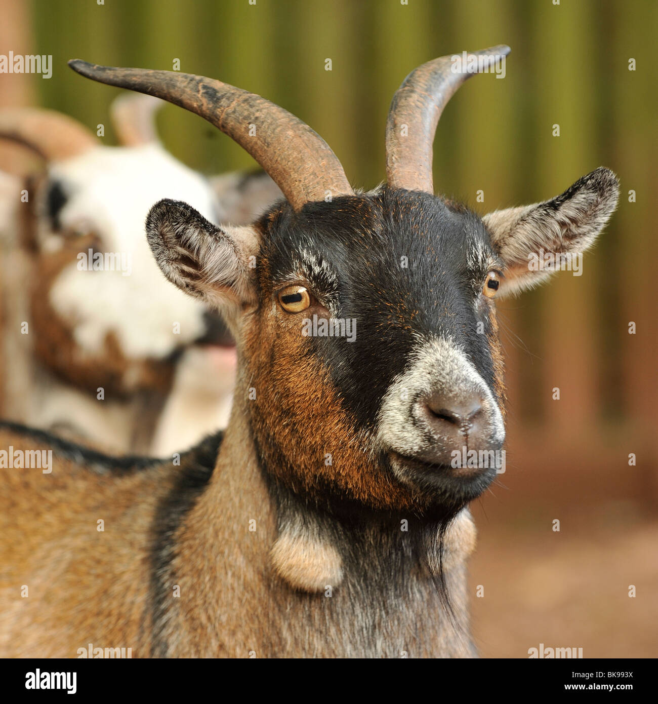 Goat with horns -Fotos und -Bildmaterial in hoher Auflösung – Alamy
