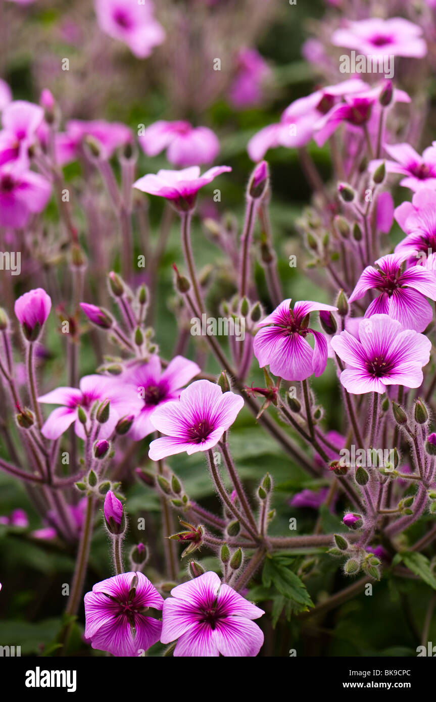 Madeira-Storchschnabel, Geranium Maderense in Blüte im Inneren der ...